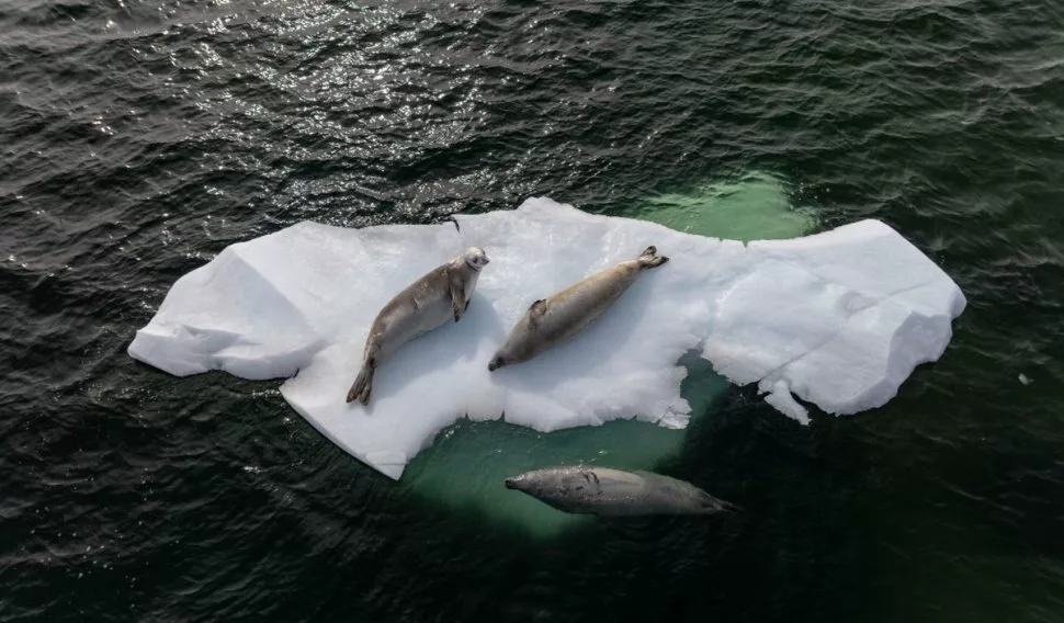 Antarctica se îndreaptă spre o topire necontrolată - ROL.ro