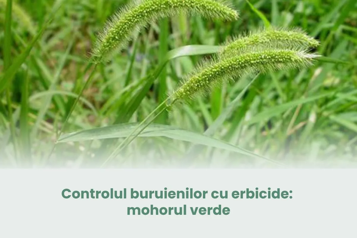 Controlul buruienilor cu erbicide: mohorul verde - ROL.ro